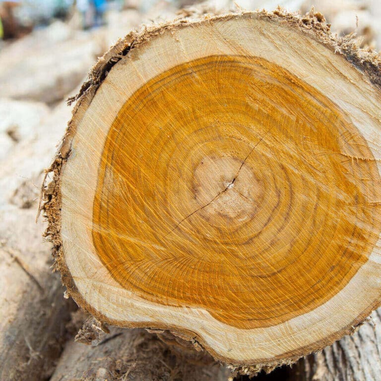 The Majestic Teak Tree: History, Properties, And Uses | Mondoro