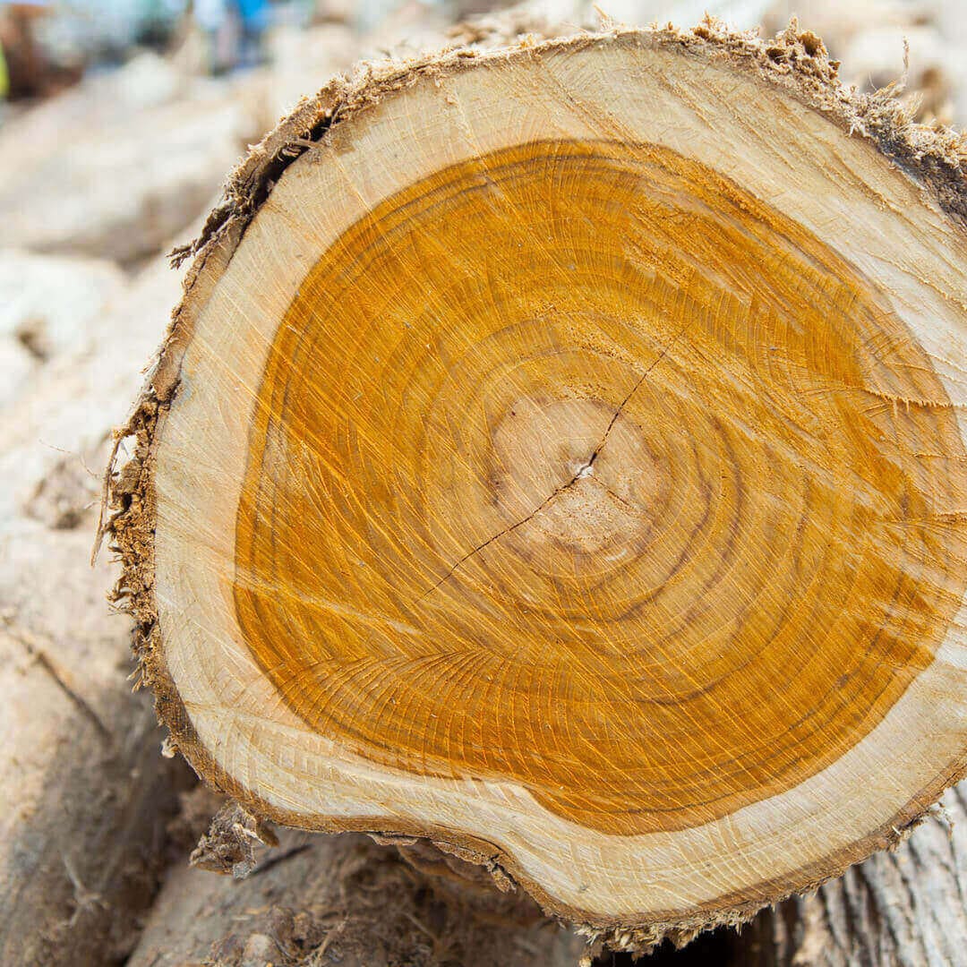 The Majestic Teak Tree: History, Properties, And Uses | Mondoro